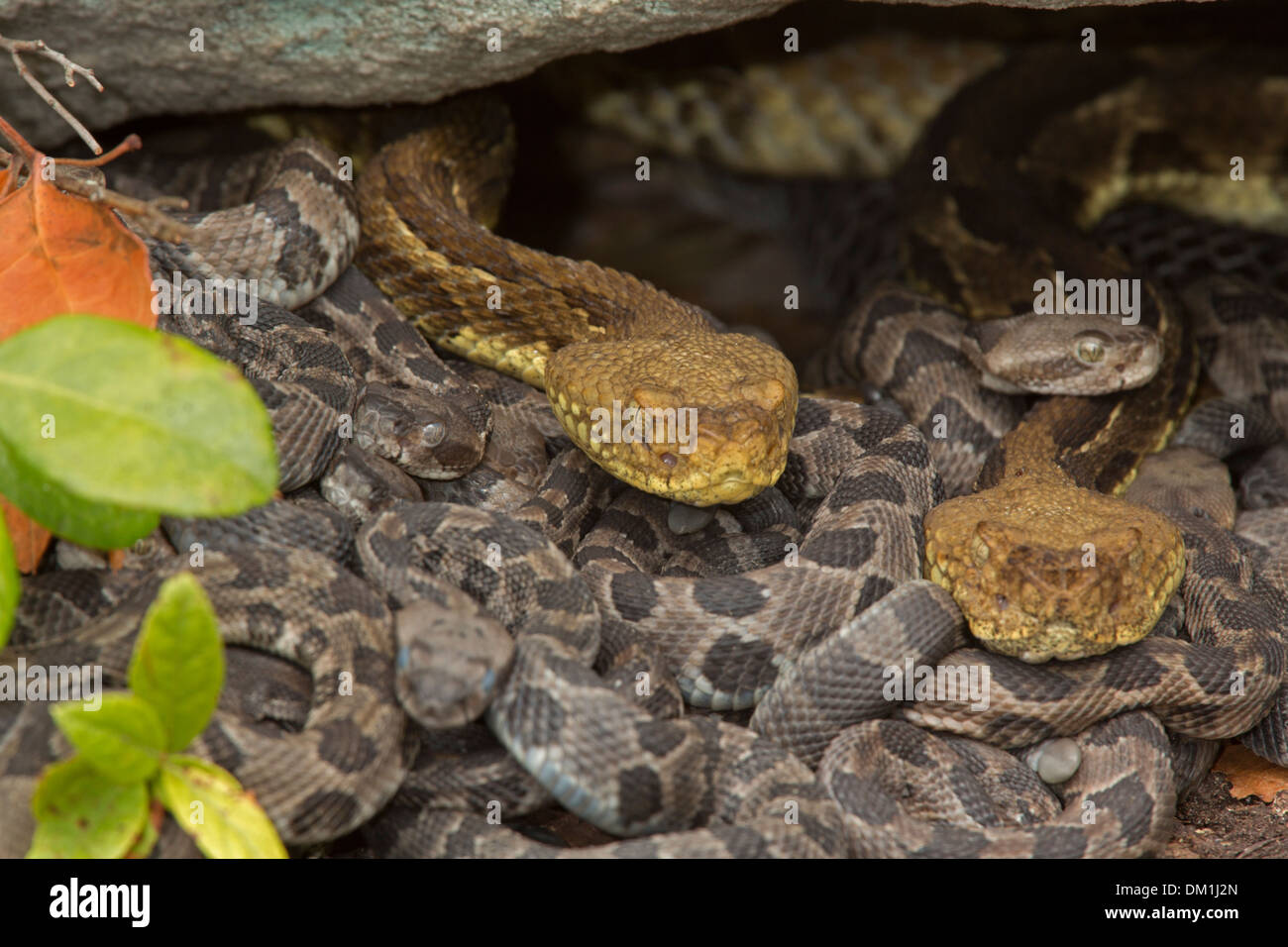 Timber rattlesnakes, Crotalus horridus, adult females and newborn young ...