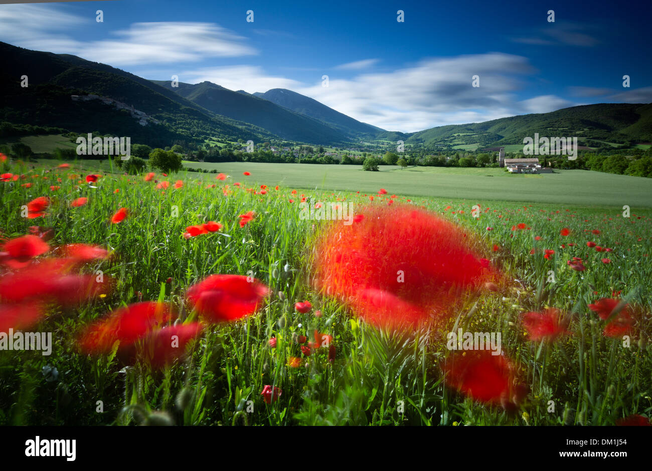 Poppies growing field umbria italy hi-res stock photography and images ...