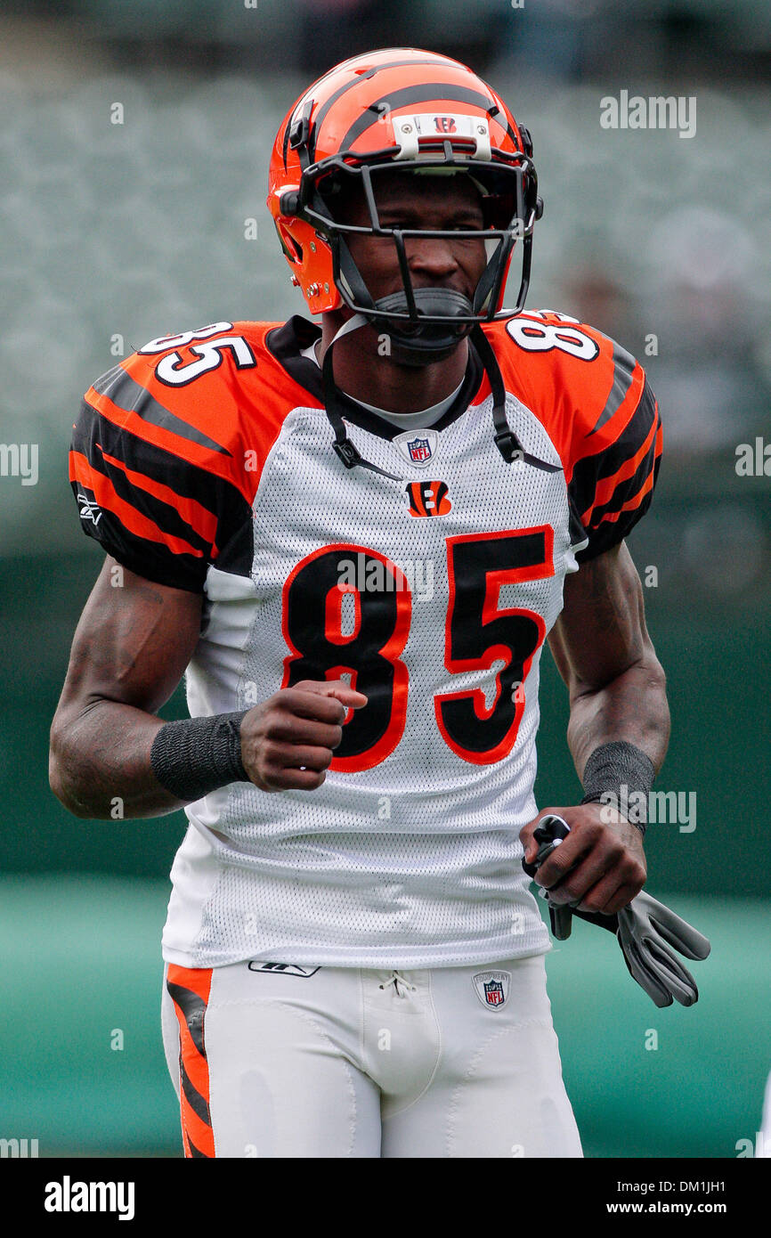 Cincinnati wide receiver Chad Ochocinco (85) during game action at the ...