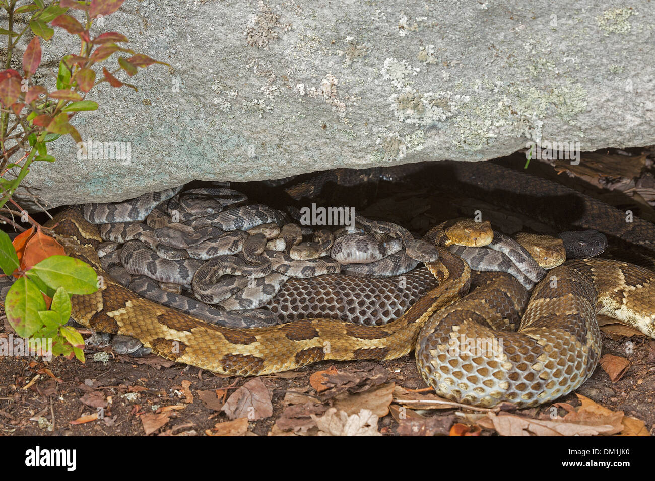 Timber rattlesnakes, Crotalus horridus, adult females and newborn young ...