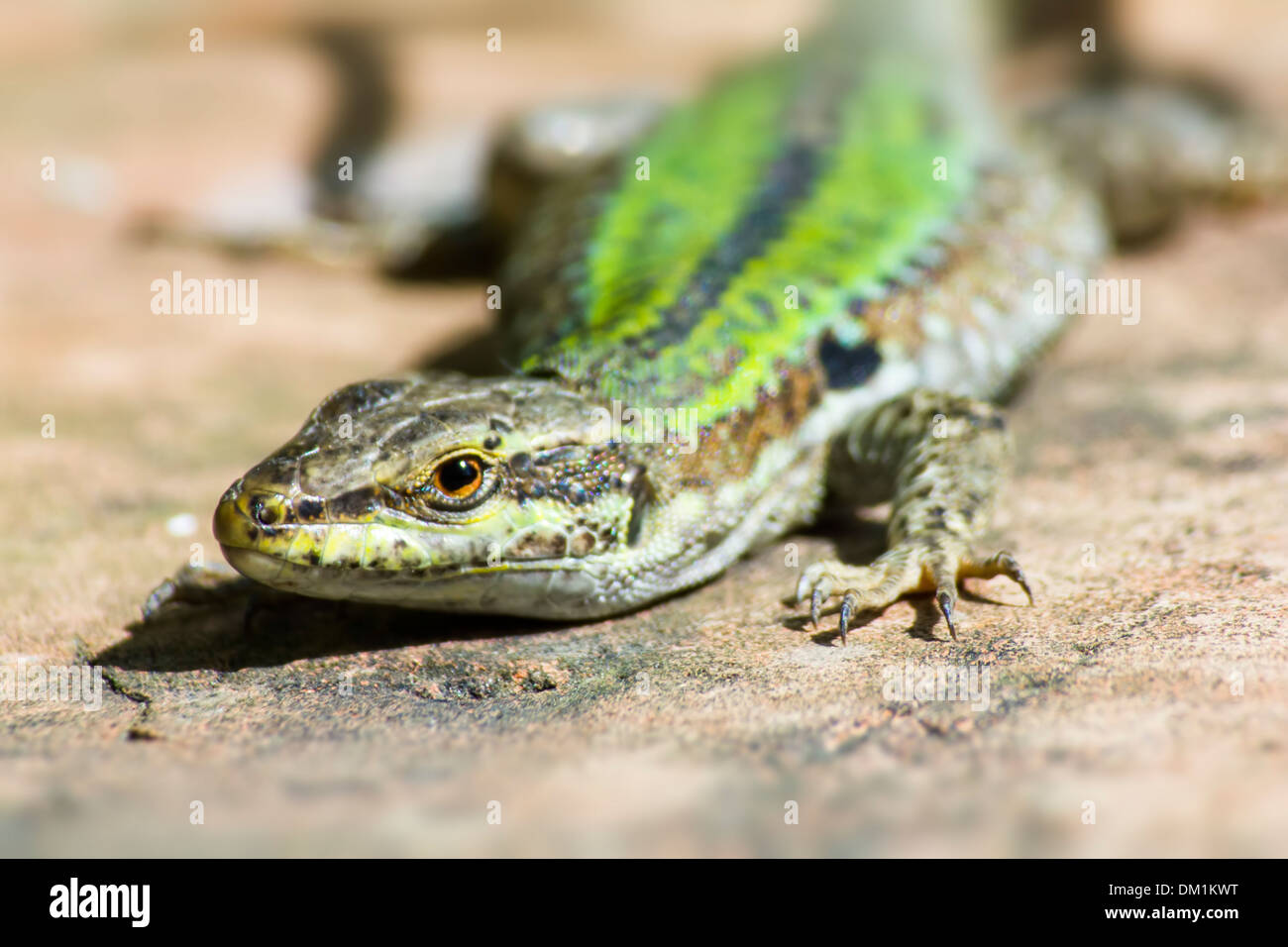 Sicilian wall lizard hi-res stock photography and images - Alamy