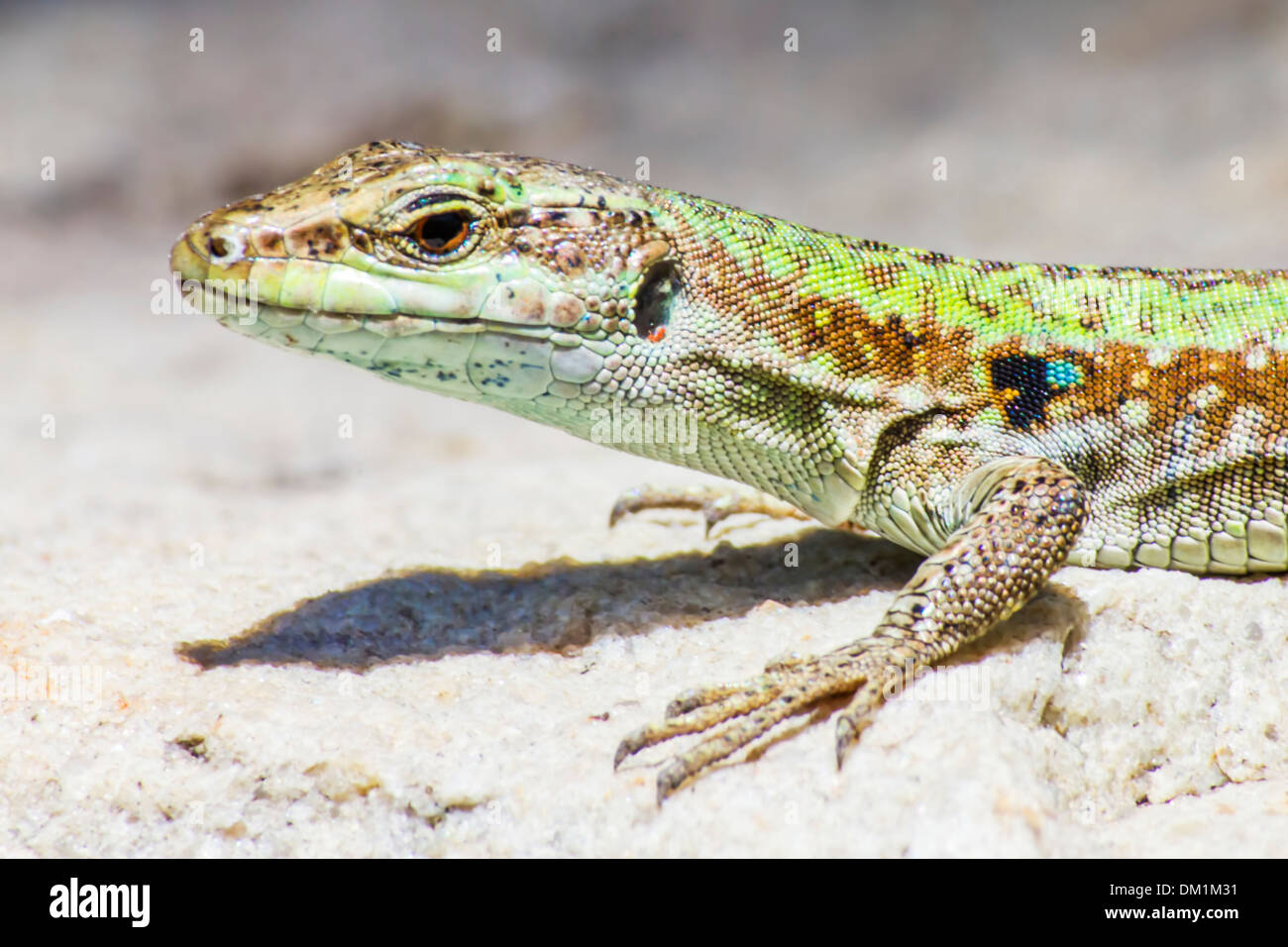 The Sicilian Wall Lizard, Podarcis waglerianus Stock Photo - Alamy