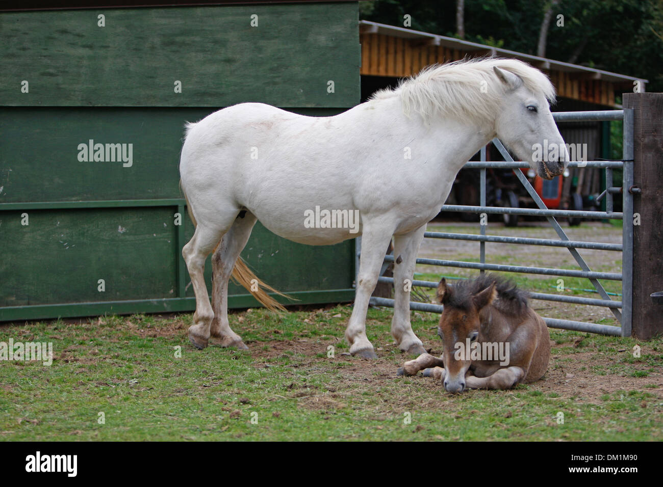 Eriskay Pony Foal resting in the field Stock Photo - Alamy