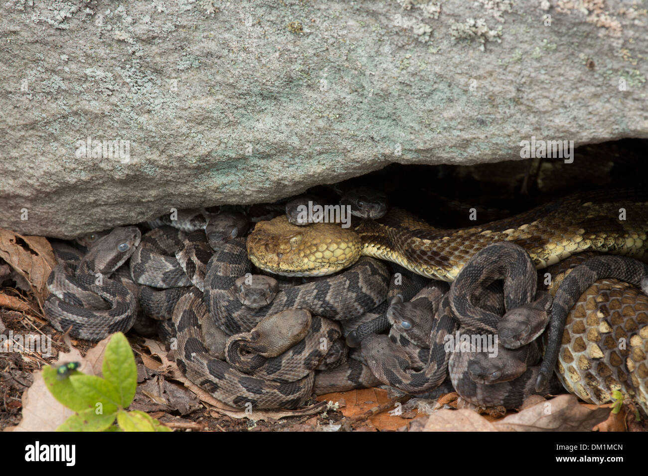 Snakes stealth hi-res stock photography and images - Alamy