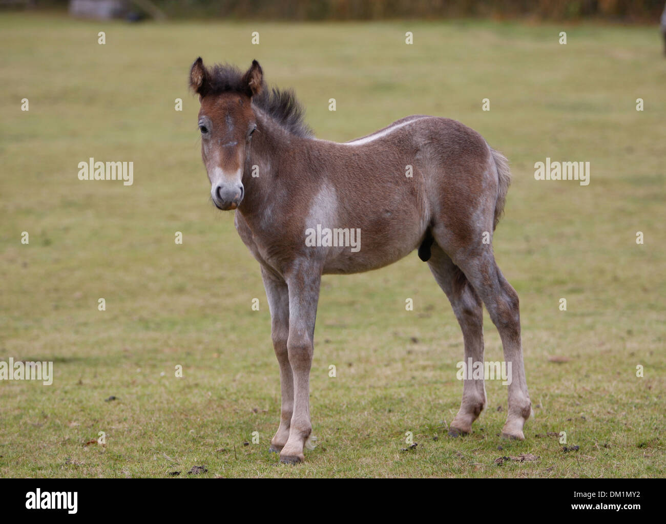 Eriskay pony hi-res stock photography and images - Alamy