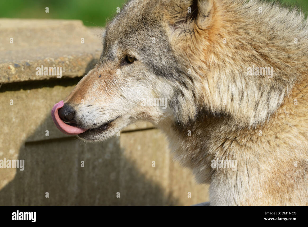 Wolf Nose Close Up High Resolution Stock Photography and Images - Alamy