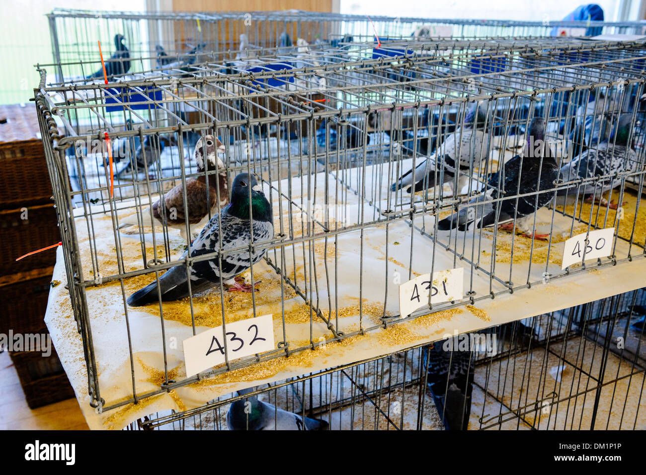 Pigeon In Cage Pigeon Show High Resolution Stock Photography and Images ...