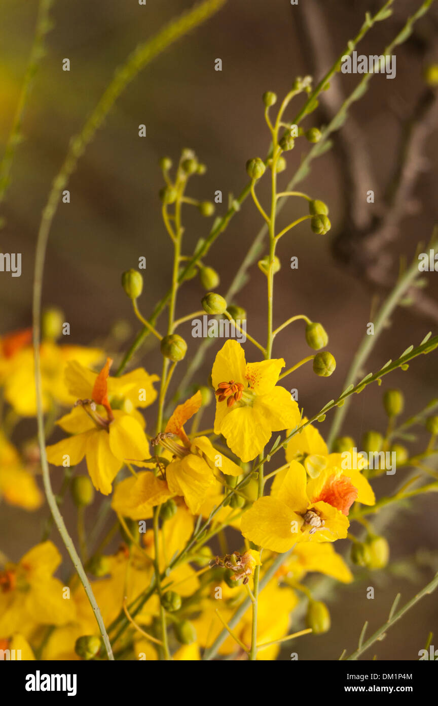 Retama tree hi-res stock photography and images - Alamy