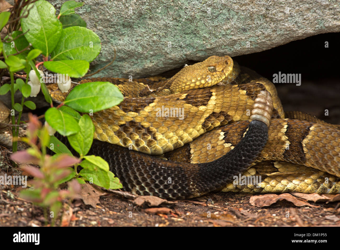 Timber Rattlesnake Crotalus horridus, Pennsylvania, Gravid females ...