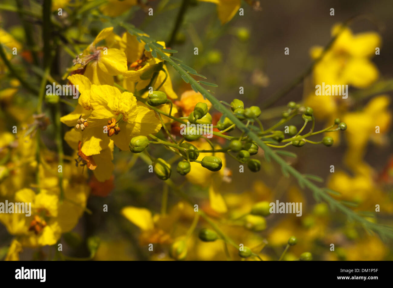 Retama tree hi-res stock photography and images - Alamy