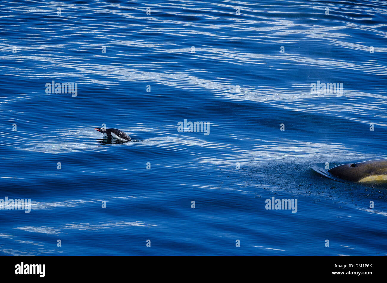 A gentoo penguin Pygoscelis papua being hunted by a Type B Gerlache ...