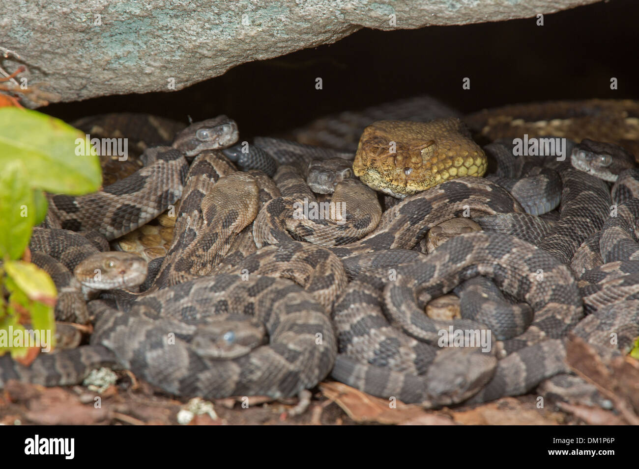 Timber rattlesnakes, Crotalus horridus, adult females and newborn young, Pennsylvania Stock ...