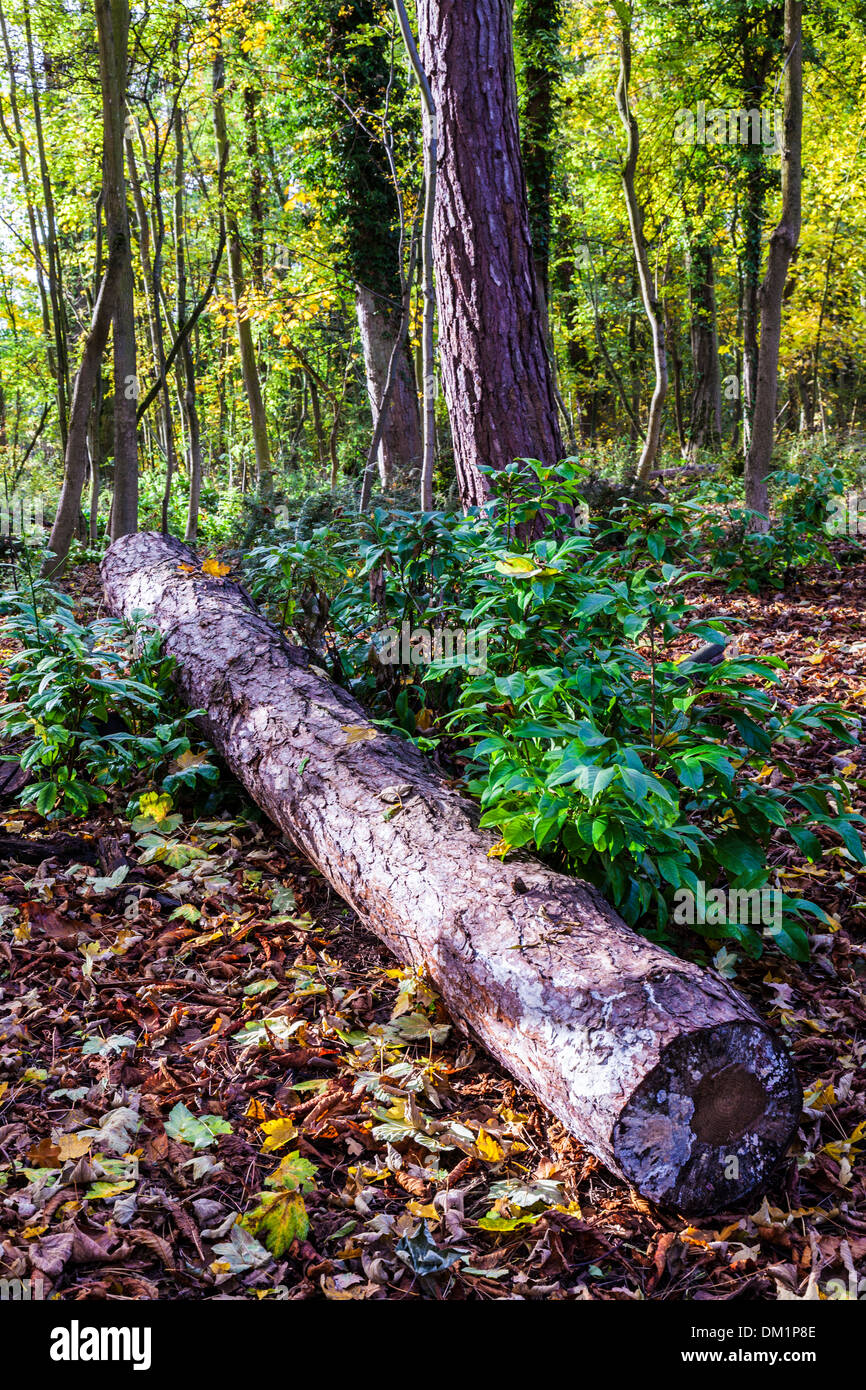 English woodland tree hi-res stock photography and images - Alamy