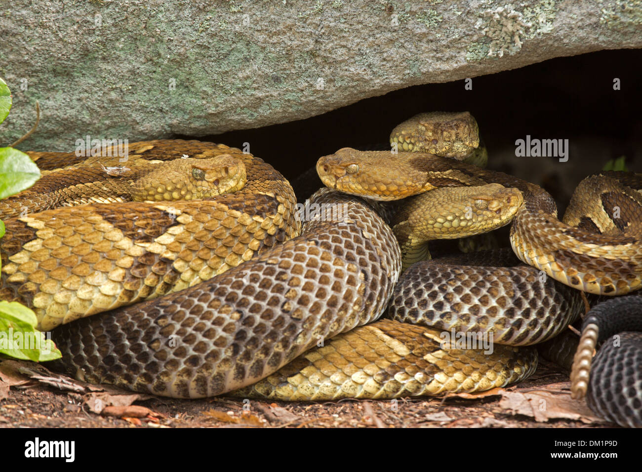 Timber Rattlesnake Crotalus horridus, Pennsylvania, Gravid females basking Stock Photo - Alamy