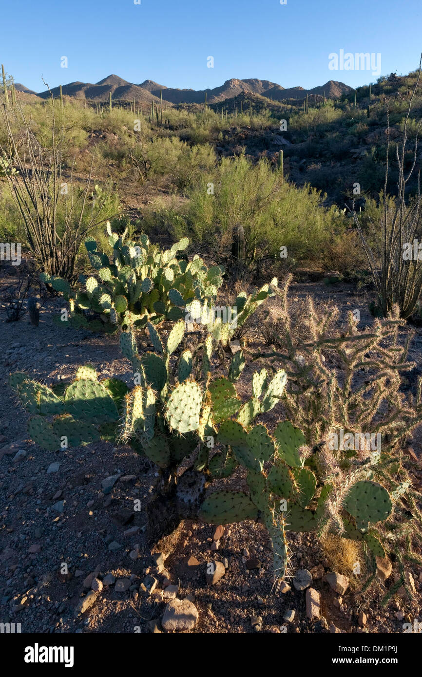 Prickly pear cactus arizona hi-res stock photography and images - Alamy