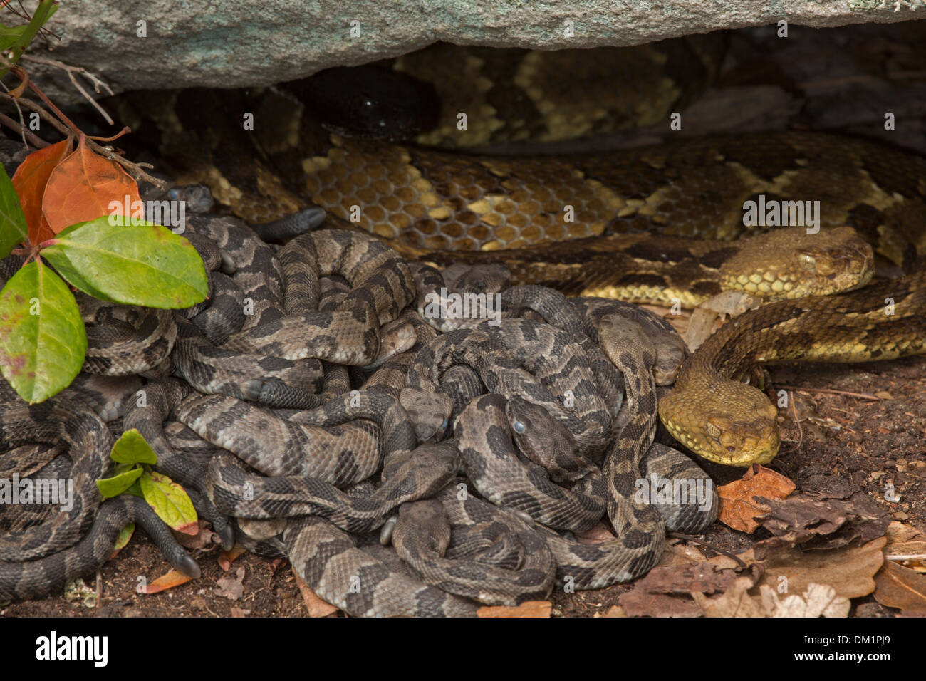 Timber rattlesnakes, Crotalus horridus, adult females and newborn young ...