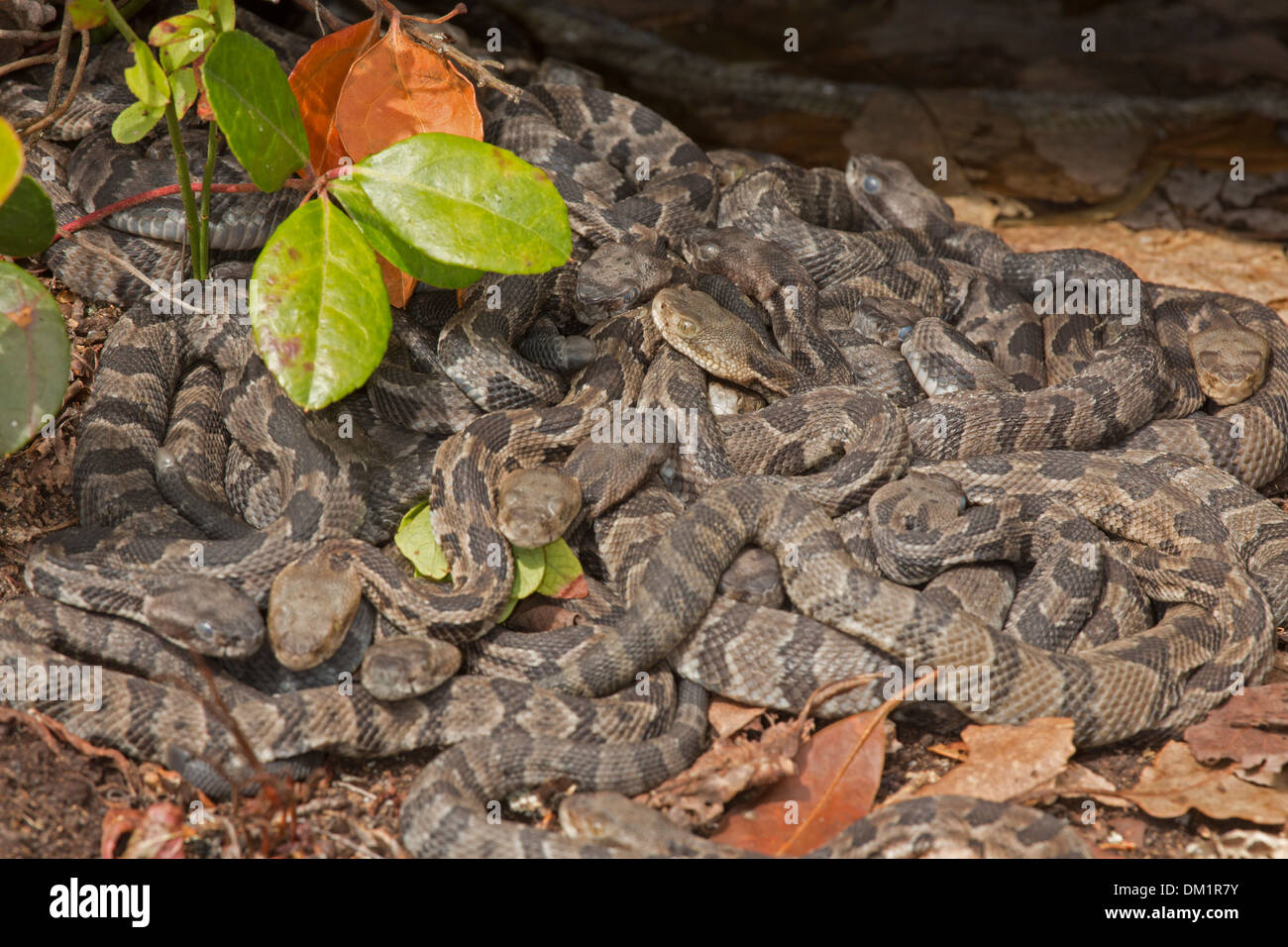 Timber rattlesnakes, Crotalus horridus, adult females and newborn young ...