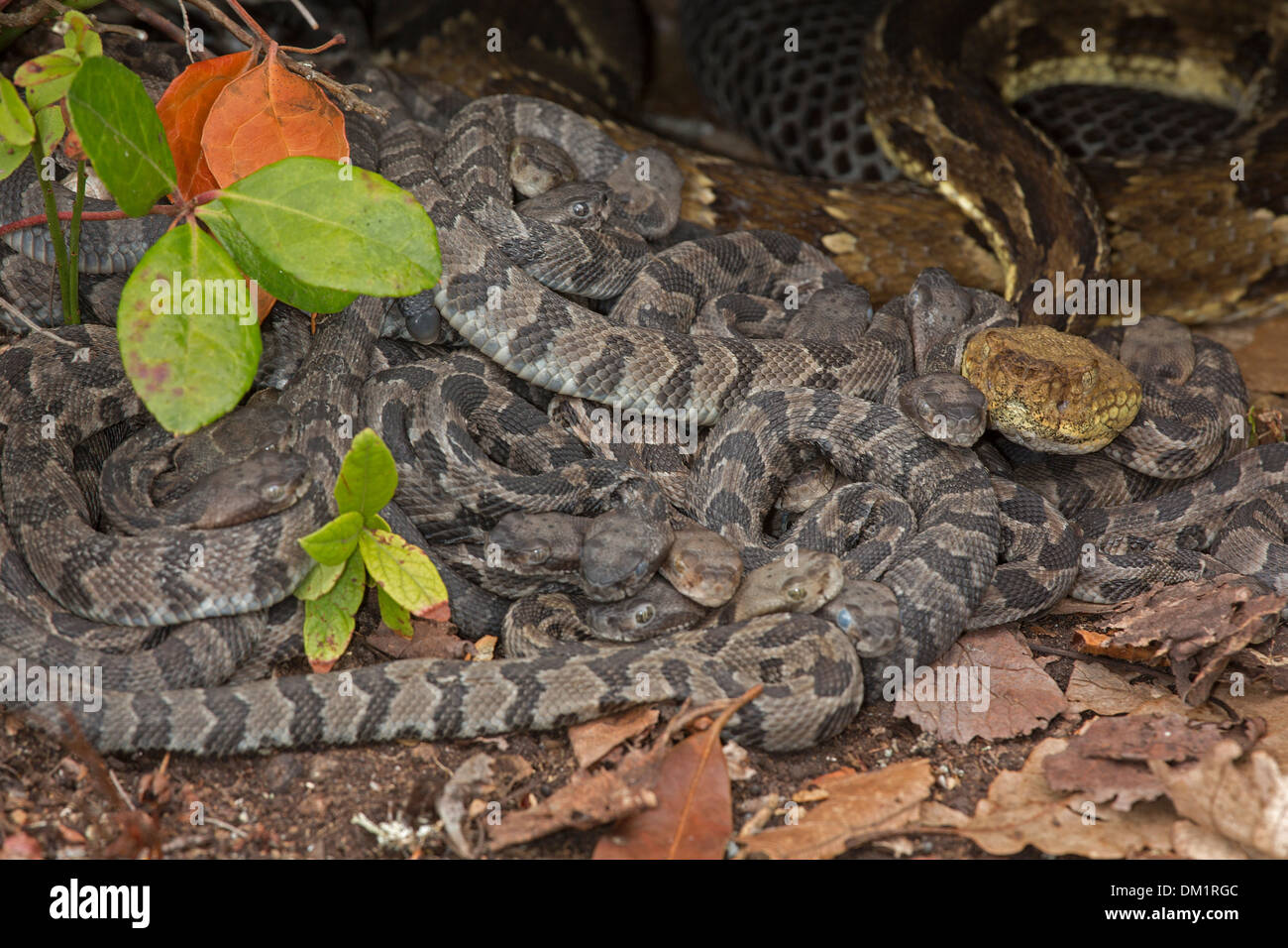 Timber rattlesnakes, Crotalus horridus, adult females and newborn young ...