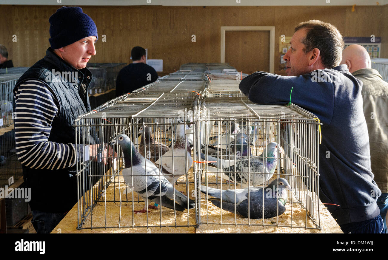 Two enthusiasts discussing pigeons at a pigeon show in South ...