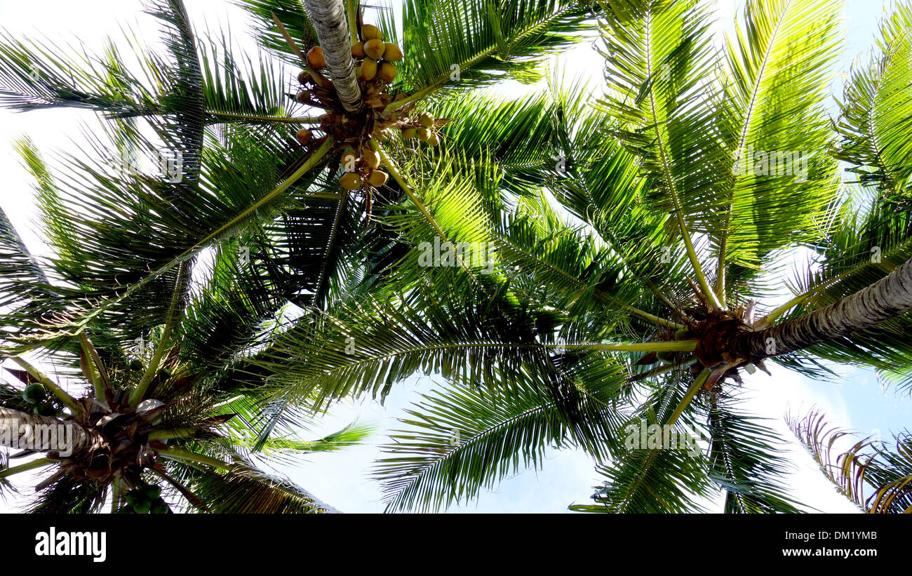 Pal trees in Cuba Stock Photo - Alamy