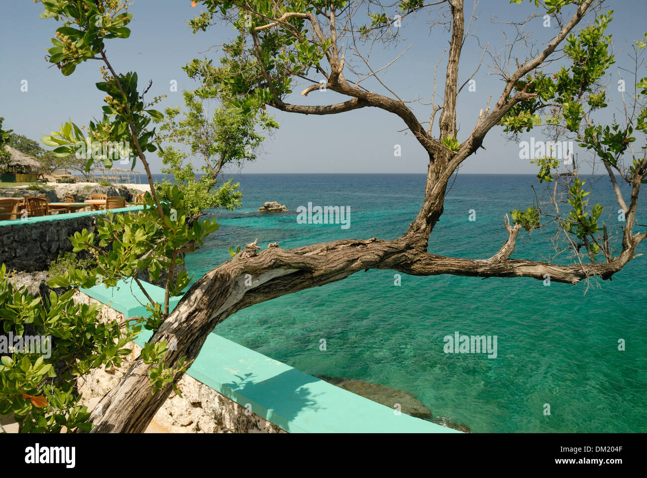 Restaurant Veranda Tree Leaning Over Cliffs at Xtabi Hotel/Restaurant ...