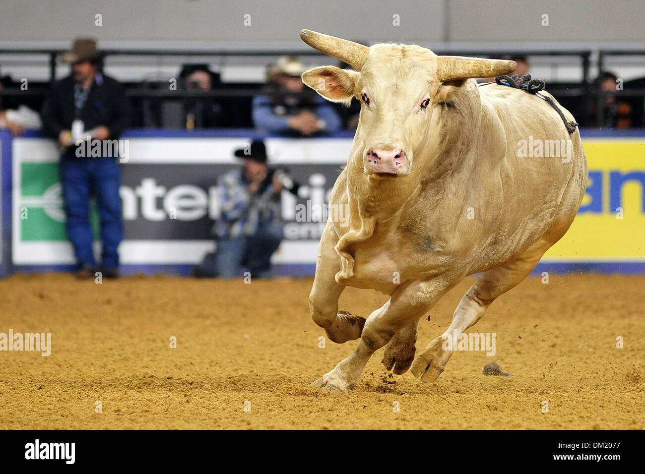 Bodacious Bull Poster