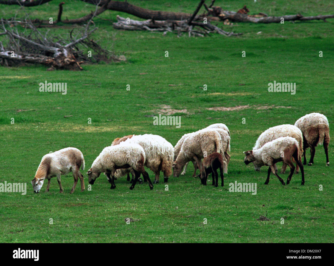 Sheep herds which bring wool, meat, milk, lambing, sheep ranching Stock ...