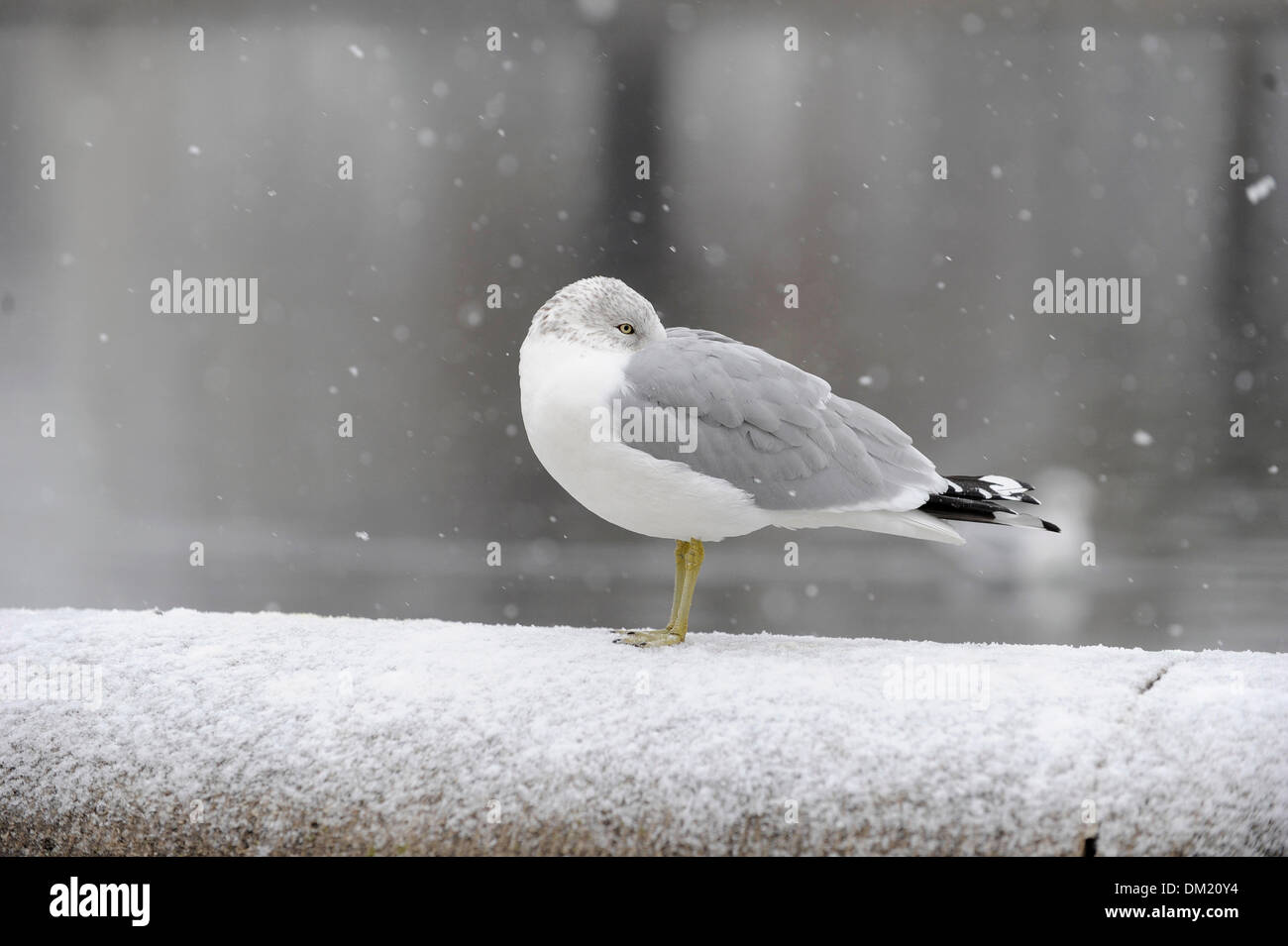 Seagull in front of u s capitol hi-res stock photography and images - Alamy
