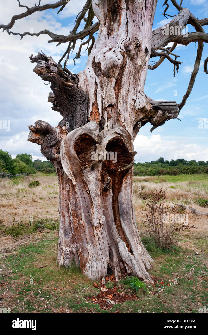 Dead old tree with no bark, Oxfordshire, UK Stock Photo - Alamy