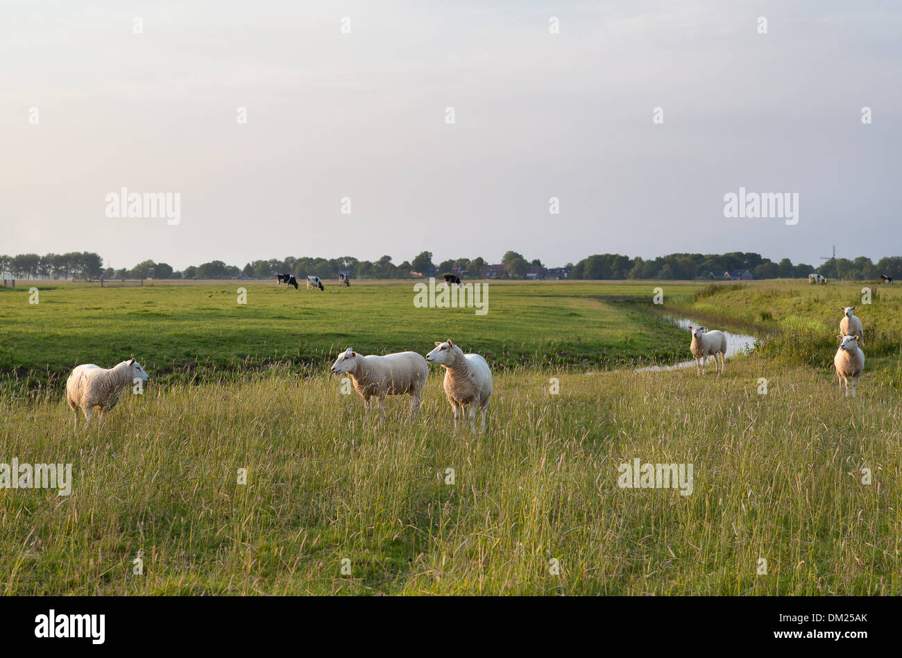 Few sheep on pasture hi-res stock photography and images - Alamy