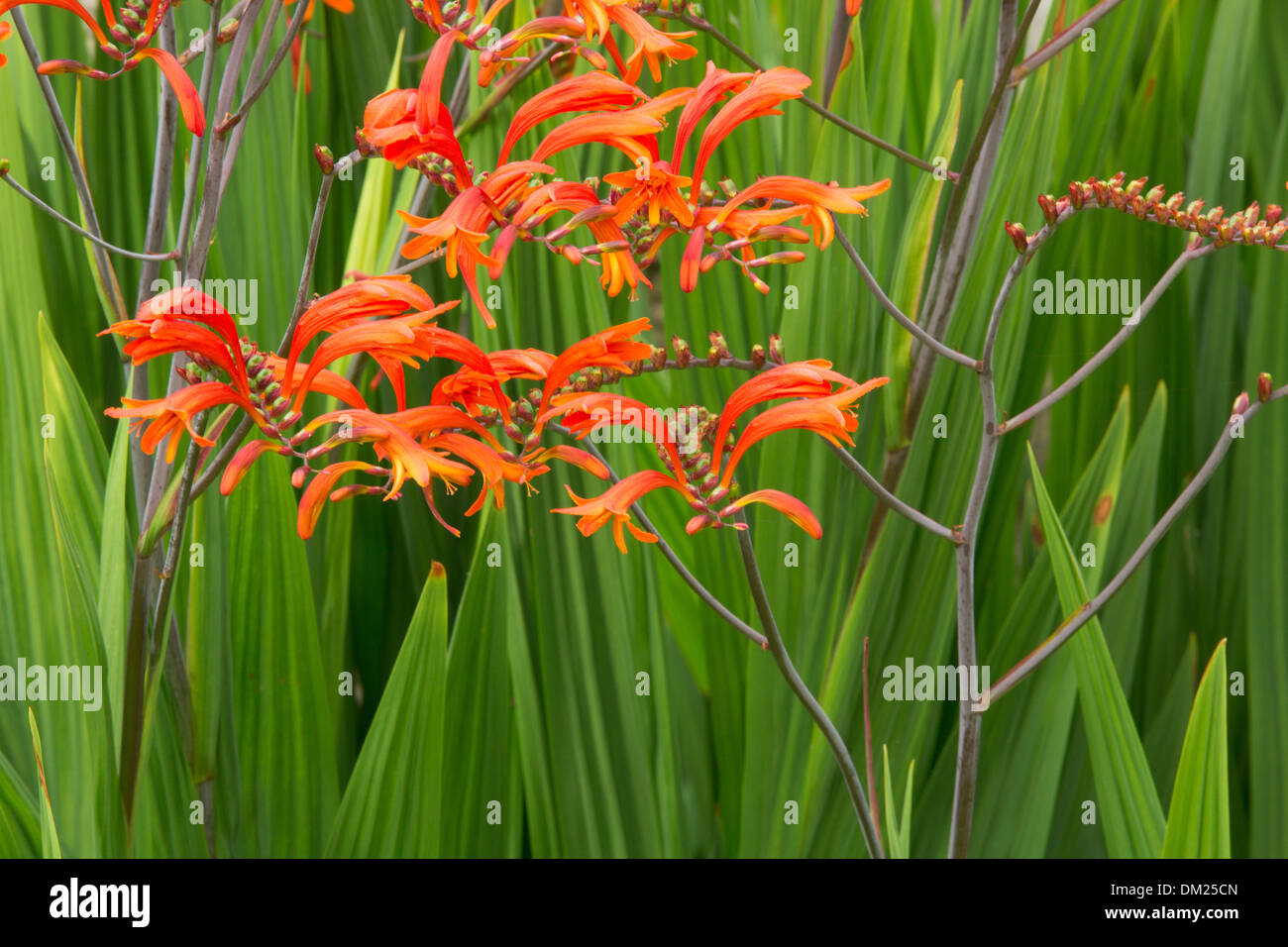 Crocosmia hi-res stock photography and images - Alamy