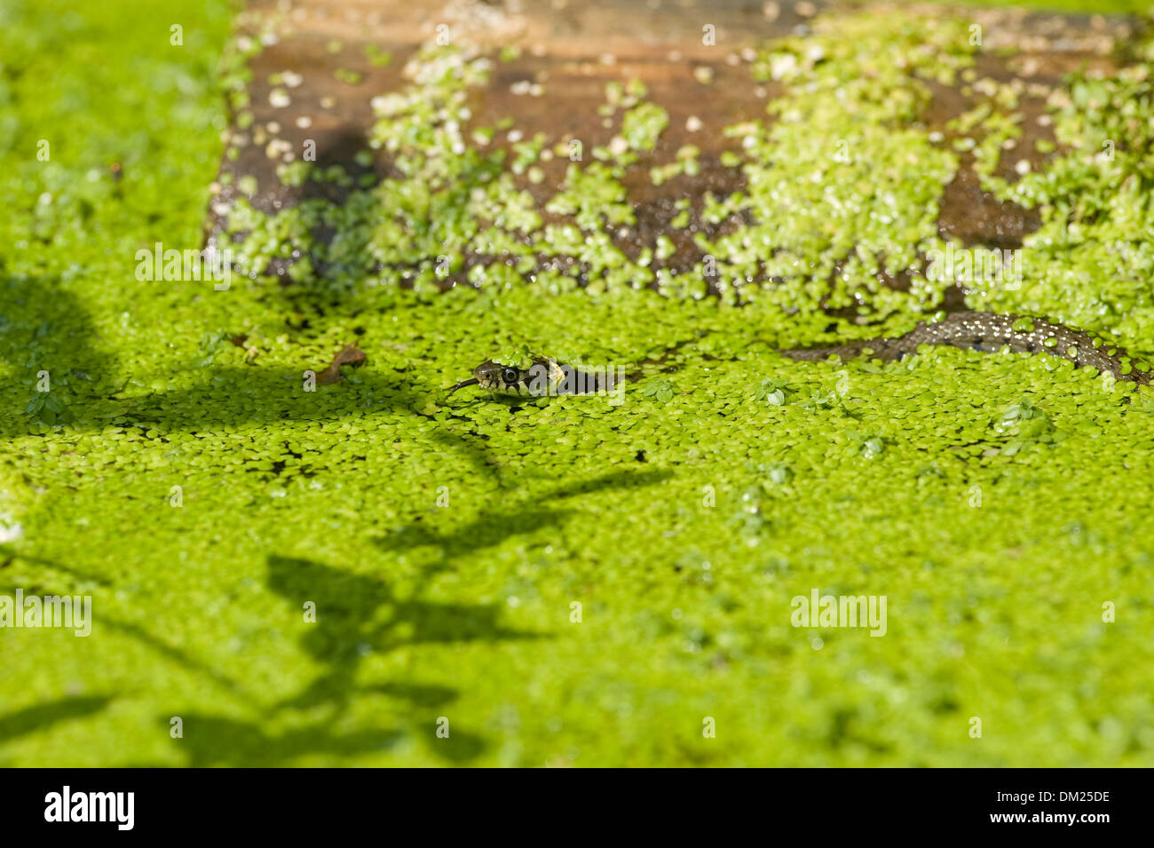 Colourful european snake hi-res stock photography and images - Alamy