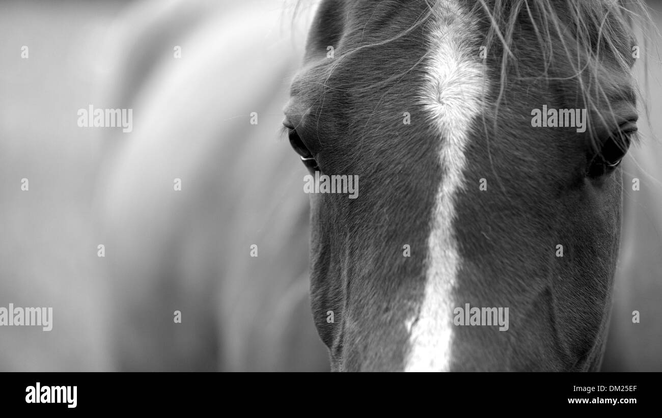 Horse portrait head in Black and White Stock Photos & Images - Alamy