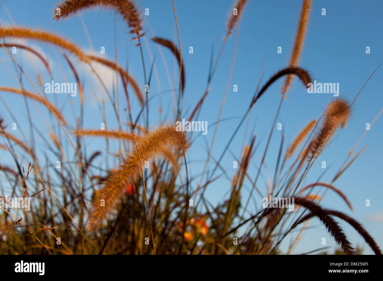 Summer grasses in the Greek sun Stock Photo - Alamy