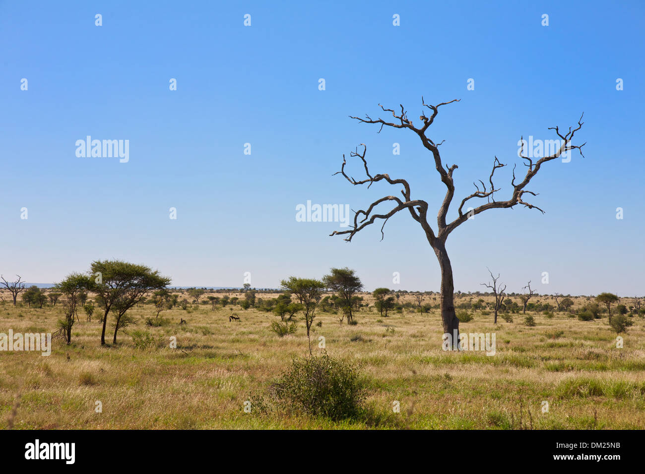 Savanna, Bushveld Scene in Mpumalanga, South Africa Stock Photo - Alamy