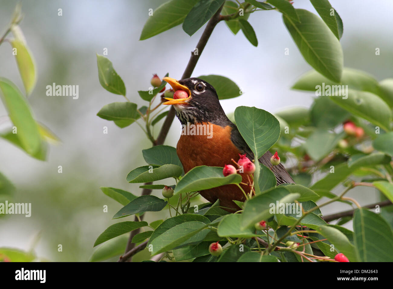 American robin eating a serviceberry Stock Photo - Alamy