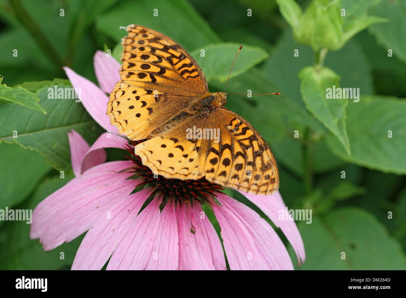 Great spangled fritillary on purple coneflower Stock Photo - Alamy