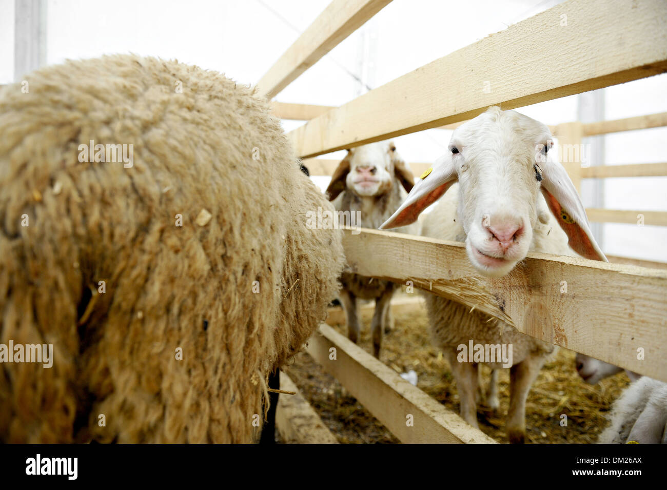 Sheep inside hi-res stock photography and images - Alamy