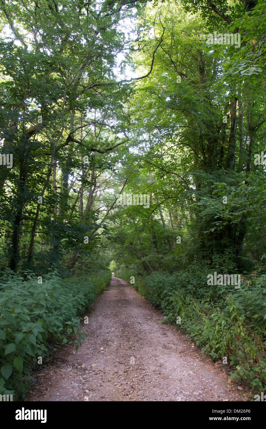 A quiet country lane in Dorset cuts a straight path through the woods ...