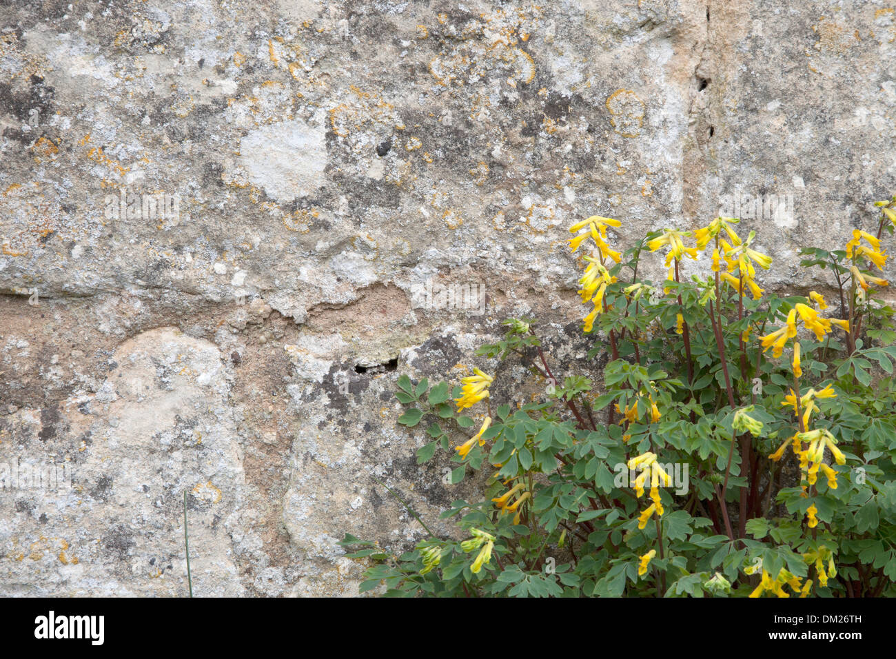 Common fumitory hi-res stock photography and images - Alamy