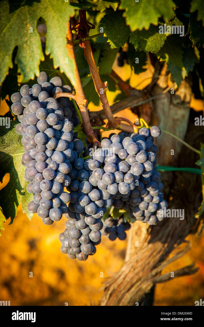 Montepulciano sangiovese vineyard hi-res stock photography and images ...