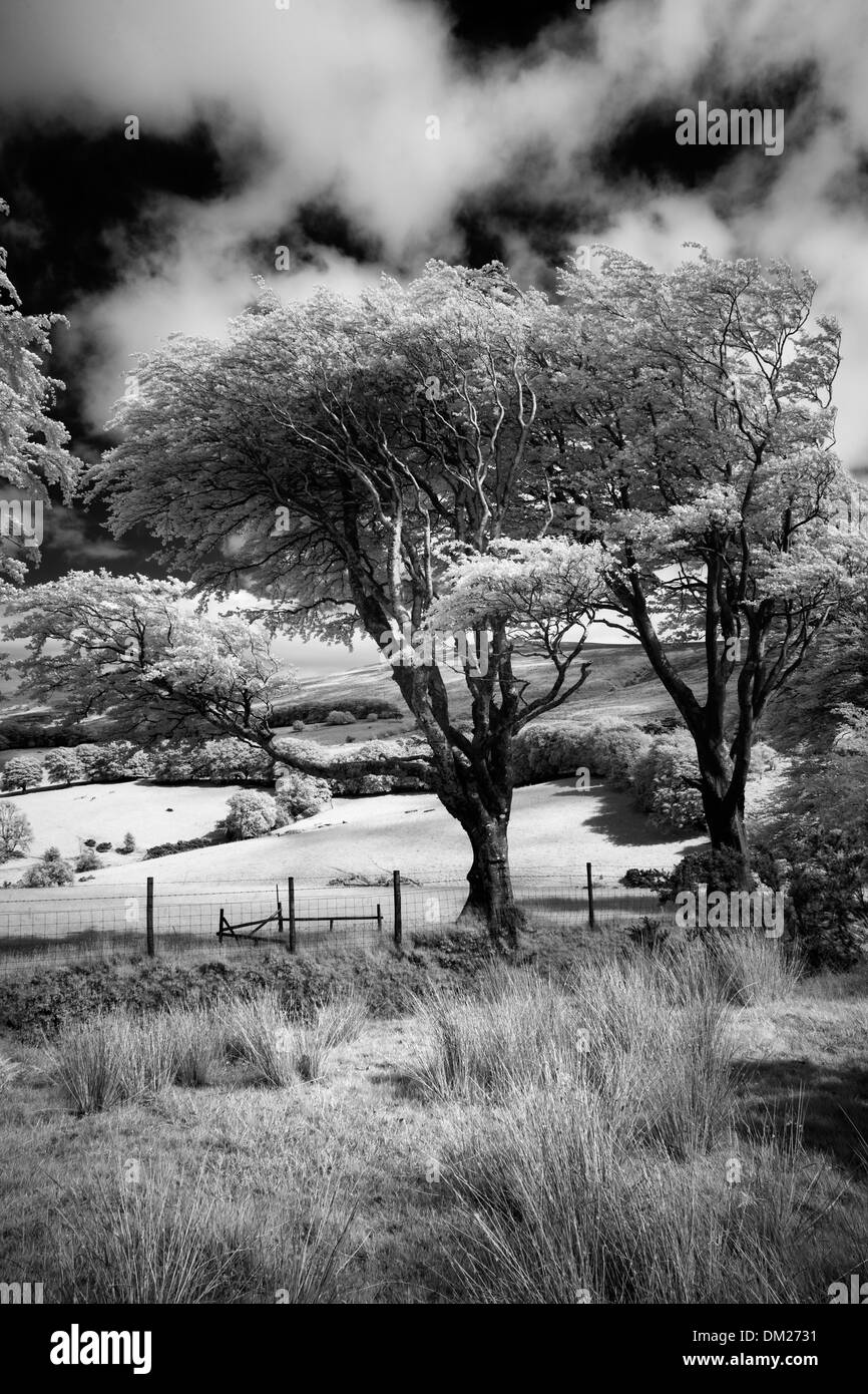 Somerset landscape summer Black and White Stock Photos & Images - Alamy