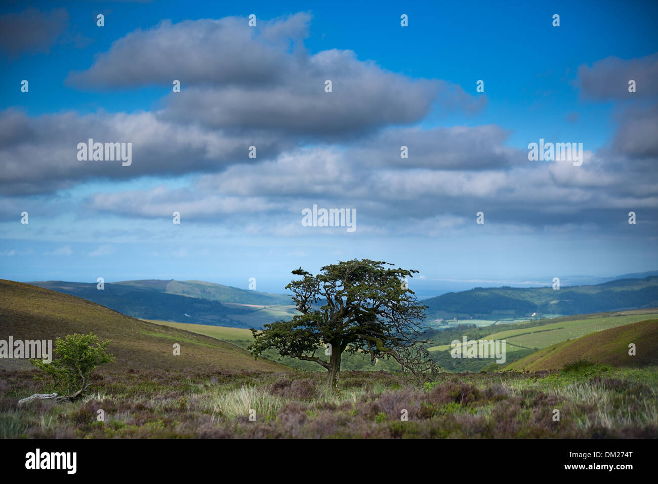 a tree on Porlock Common, Exmoor, Somerset, England Stock Photo - Alamy