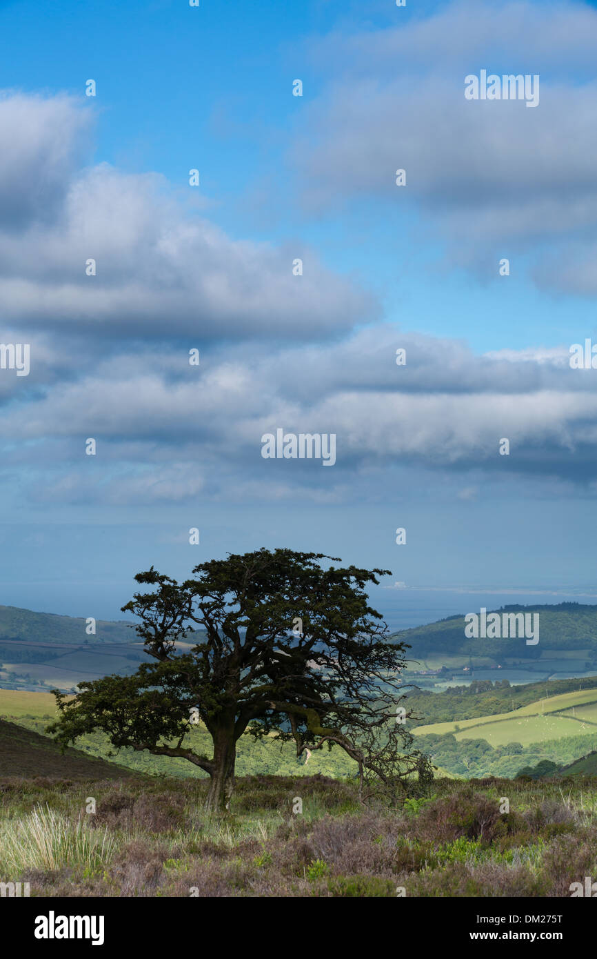 a tree on Porlock Common, Exmoor, Somerset, England Stock Photo - Alamy