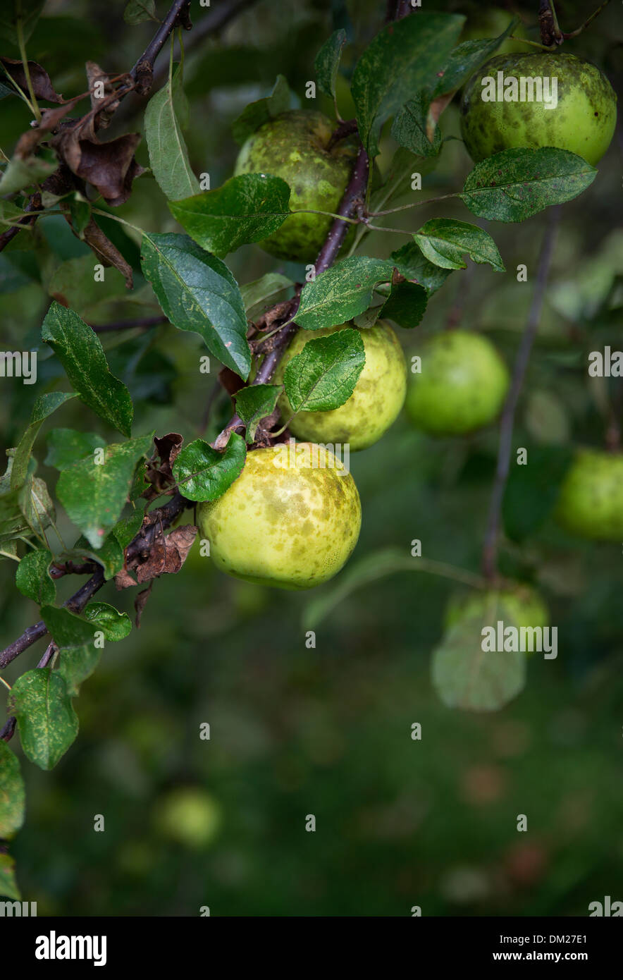 Green apple tree Stock Photo - Alamy