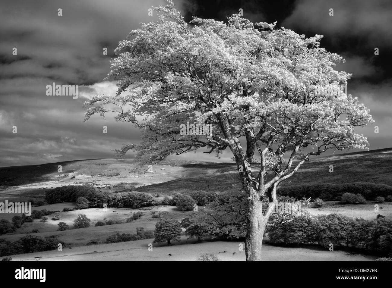 Somerset landscape summer Black and White Stock Photos & Images - Alamy