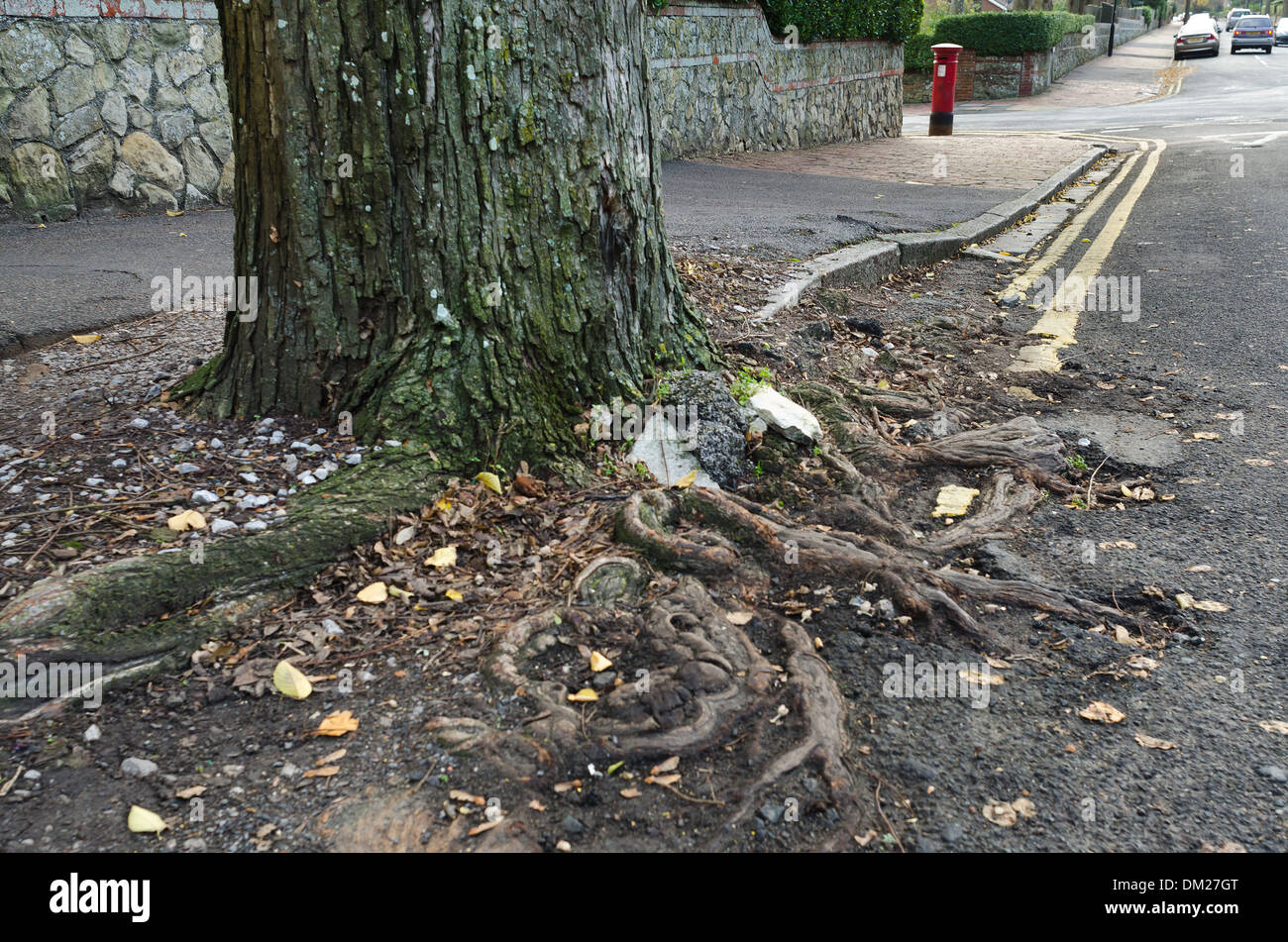 Sycamore tree roots hi-res stock photography and images - Alamy