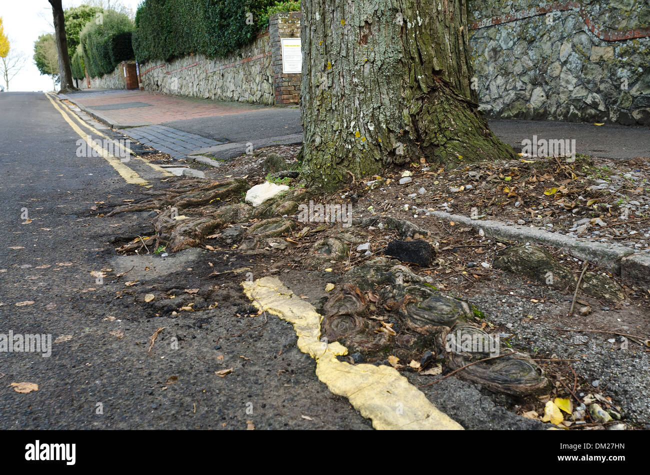 Uplift tree hi-res stock photography and images - Alamy
