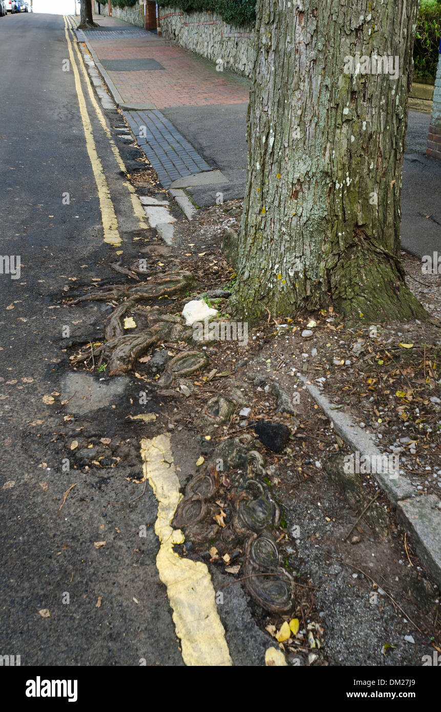 Well established tree line avenue causing damage uplift to kerb and ...