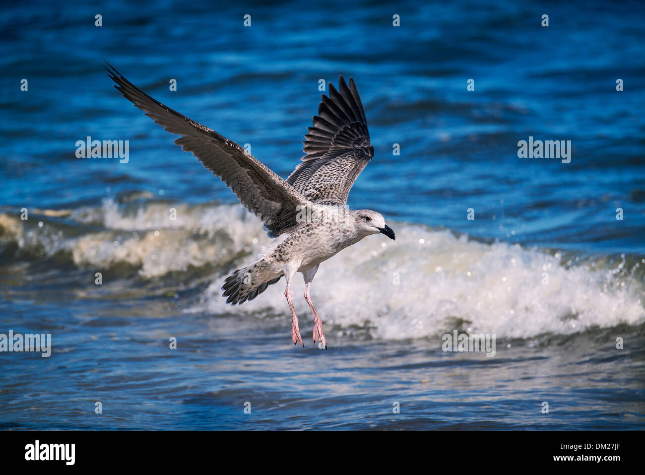 Seagull in flight Stock Photo - Alamy